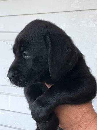 LABRADOR PUPPIES (ORANGE COUNTY) - NEAR MY ZONE