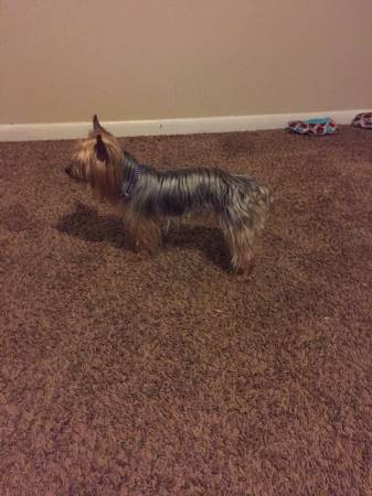Full blood yorkie - NEAR MY ZONE