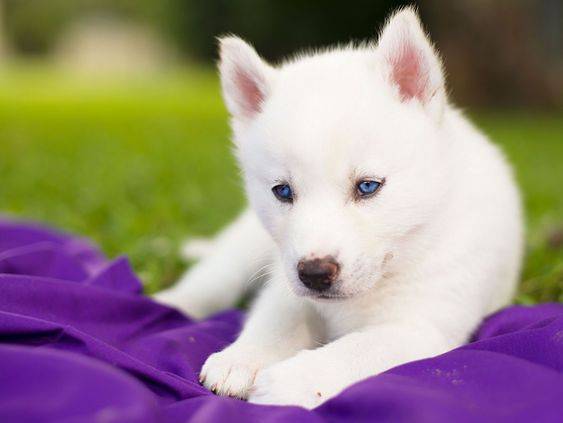100% pure blood line beautiful husky puppies - NEAR MY ZONE